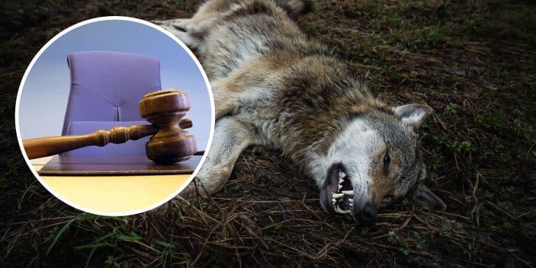 Paragraf 28-domen: Miljöåklagaren menar att brottet är grovt | Svensk Jakt